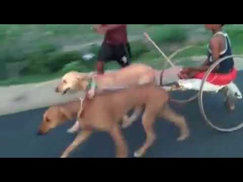 Batsap video