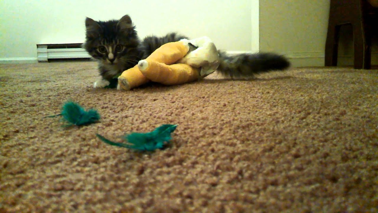 Kitten with casts playing - YouTube