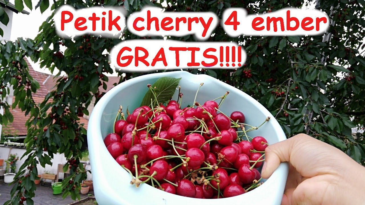 PANEN CHERRY GRATIS DI KEBUN ORANG INDONESIA DI JERMAN. - YouTube