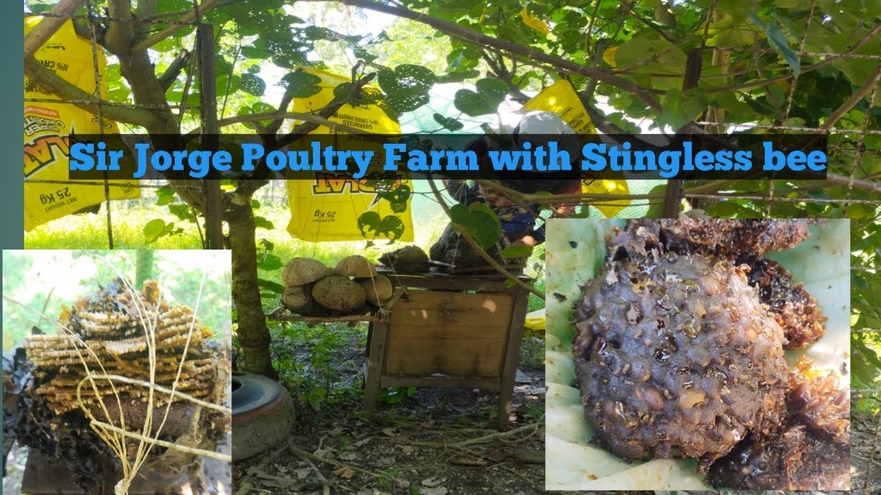 Poultry Farm with stingless Bee ️ - YouTube