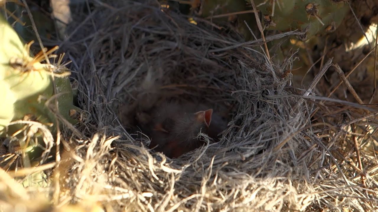 Cactus Wren baby chicks video on Sony RX100 - YouTube