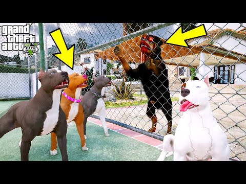KATİL ROTTWEILER CELLAT EVİMİZİ BASIYOR! - GTA 5 PİTBULL'UN HAYATI