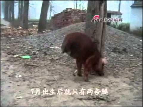 2 Legged Pig learning to walk - YouTube