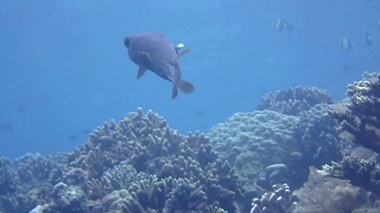Manado - Diving at Bunaken - YouTube