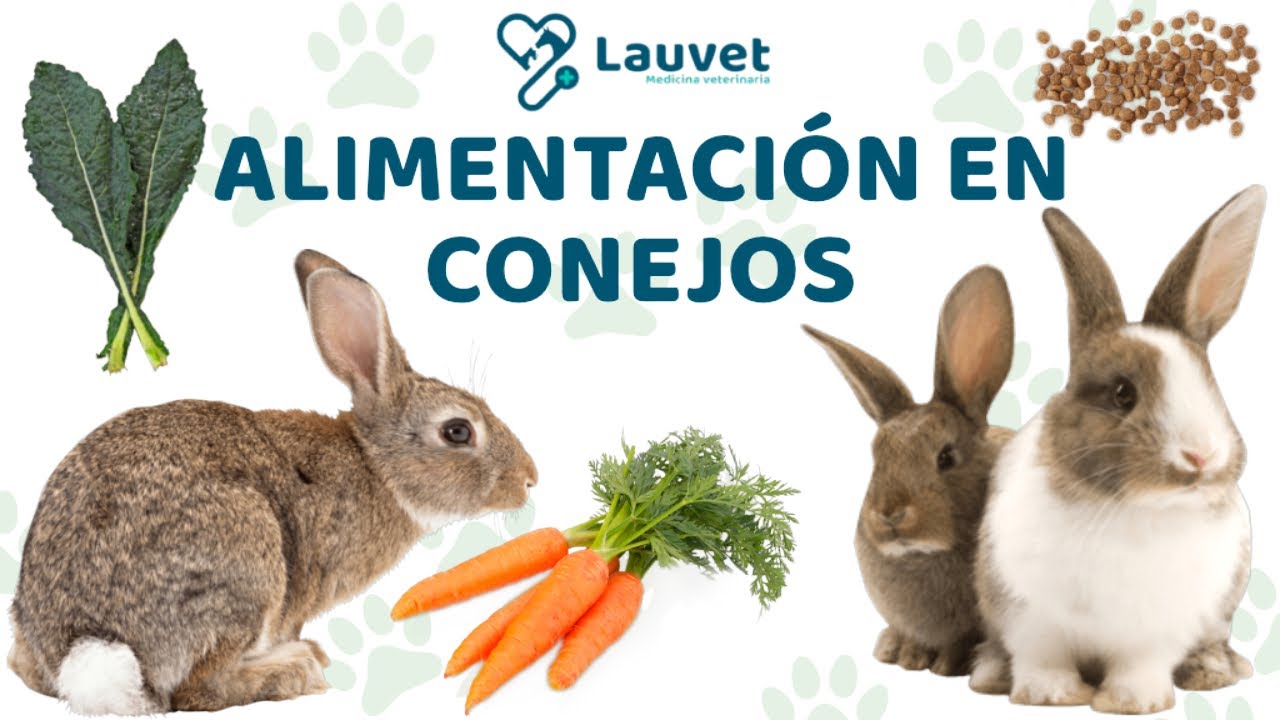 ¿QUÉ COMEN LOS CONEJOS? - Lauvet - YouTube