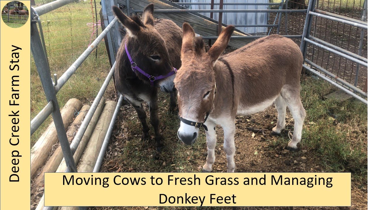 Moving Cows to fresh grass and Managing our Donkeys Feet - YouTube