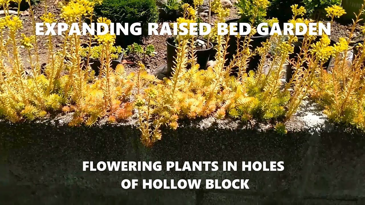 We PLANTED FLOWERS In Small HOLES Of HOLLOW BLOCKS - YouTube