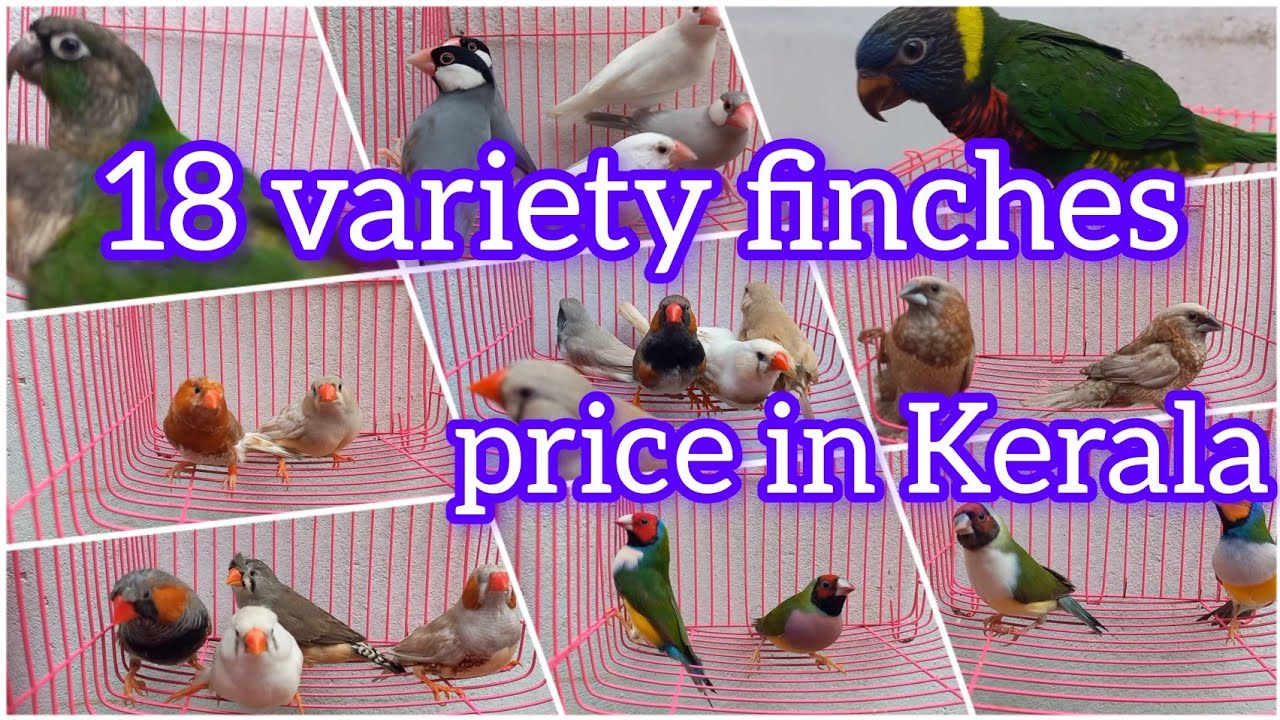 3 Jumbo finches pair-2000 /Aviary /Golden finches /conure /Java - YouTube