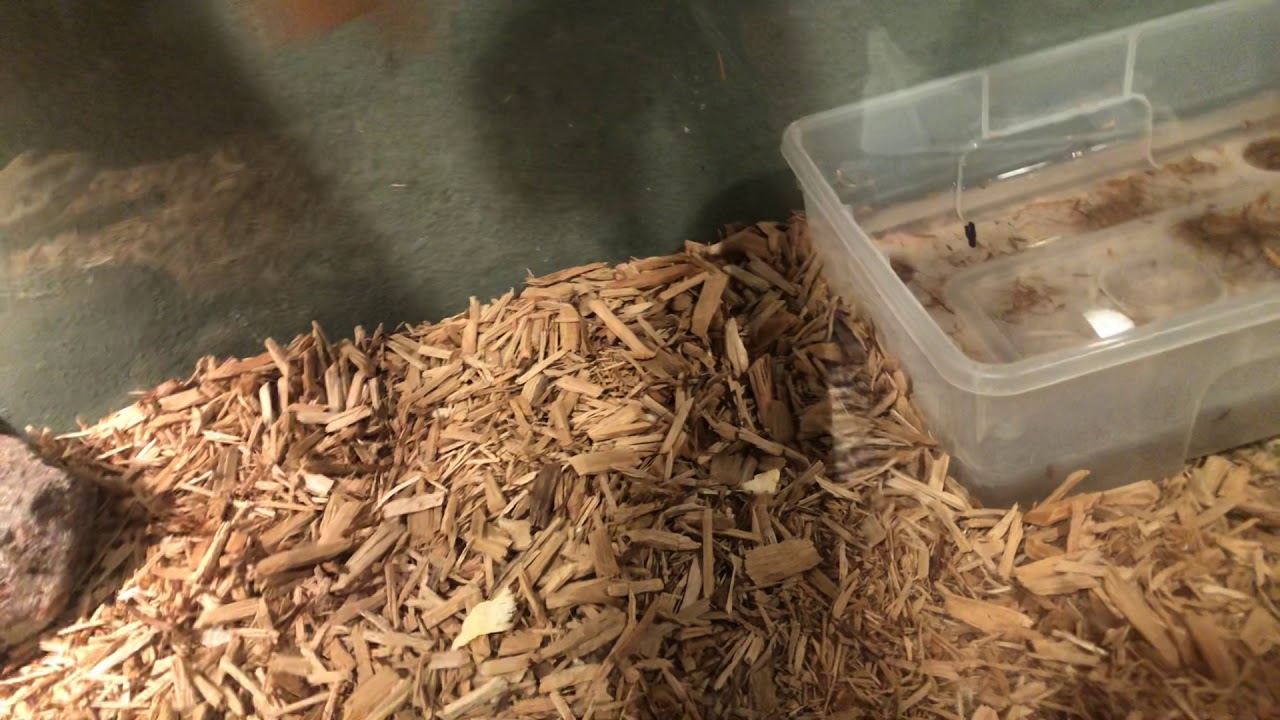 Savannah monitor VS MICE 🐁 - YouTube