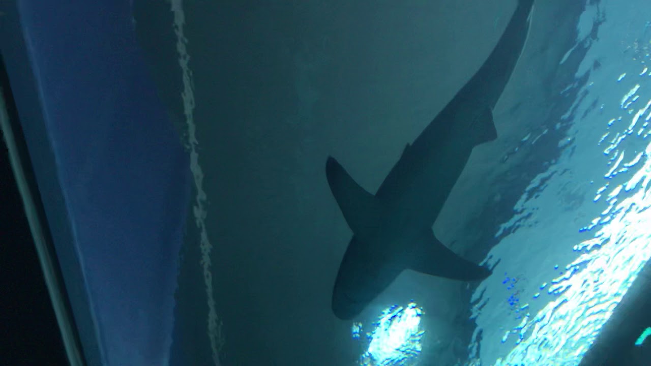Sharks overhead - YouTube