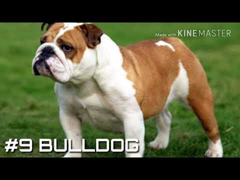 En Güçlü 9 Köpek Irkı