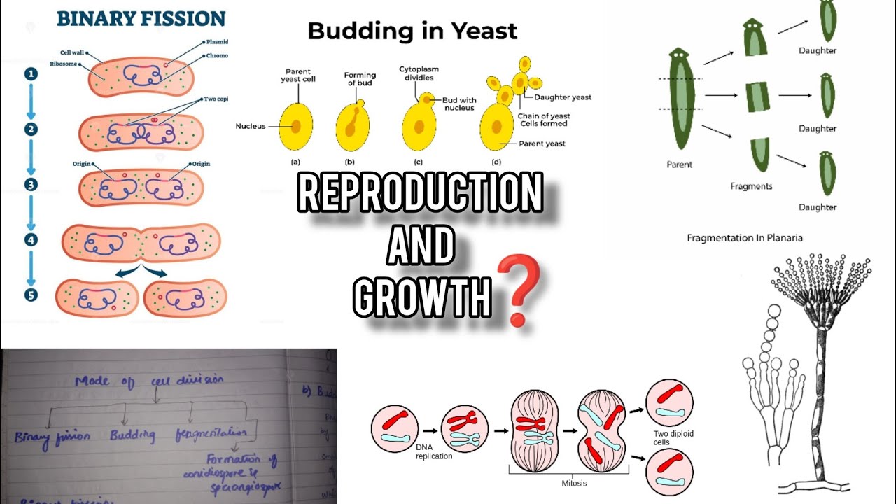 #reproduction and #growth #budding #binaryfission #fragmentation # ...