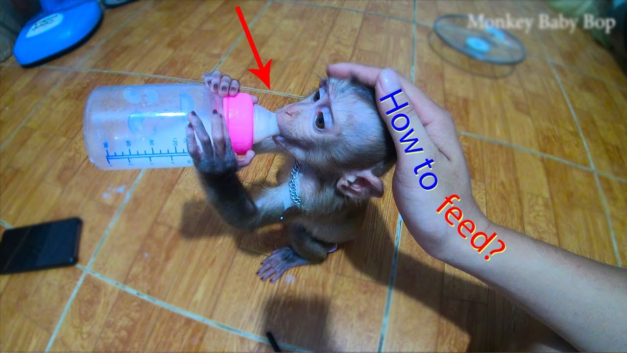 How to feed Monkey Baby? - YouTube