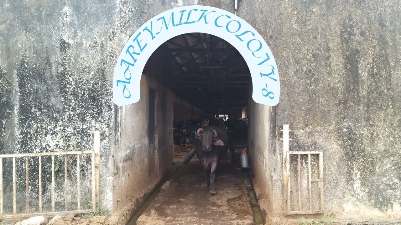 Aarey Milk Colony 8 Mumbai Birds and wild life - YouTube