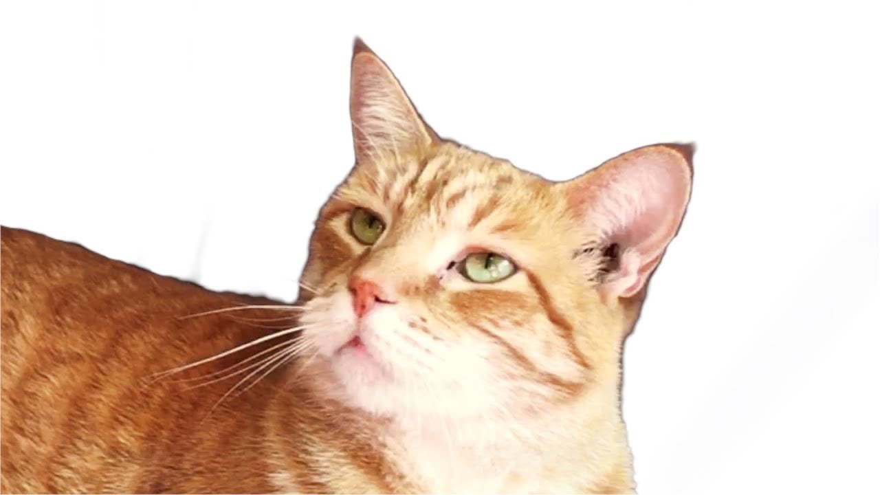 LOL funny HD meow cat video - YouTube