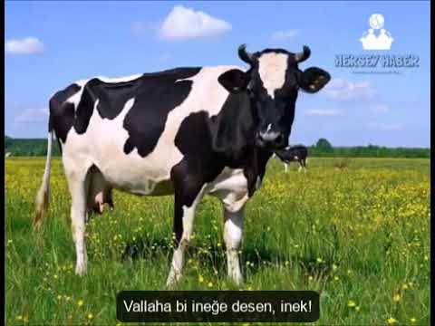Dini video