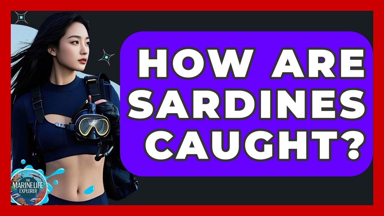 How Are Sardines Caught? - The Marine Life Explorer - YouTube