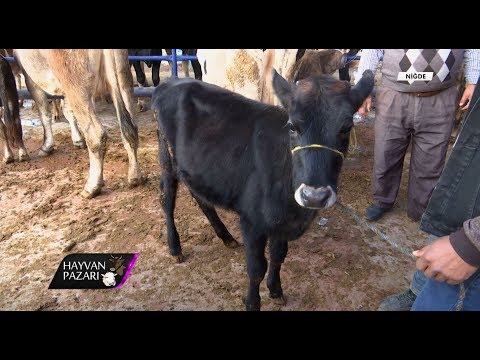 Hayvan Pazarı - Yerli Düve Fiyatı / Niğde - 2018