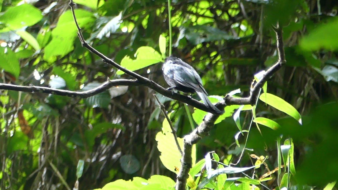 Hair-crested drongo (Dicrurus hottentottus) in Tangkoko National Park ...