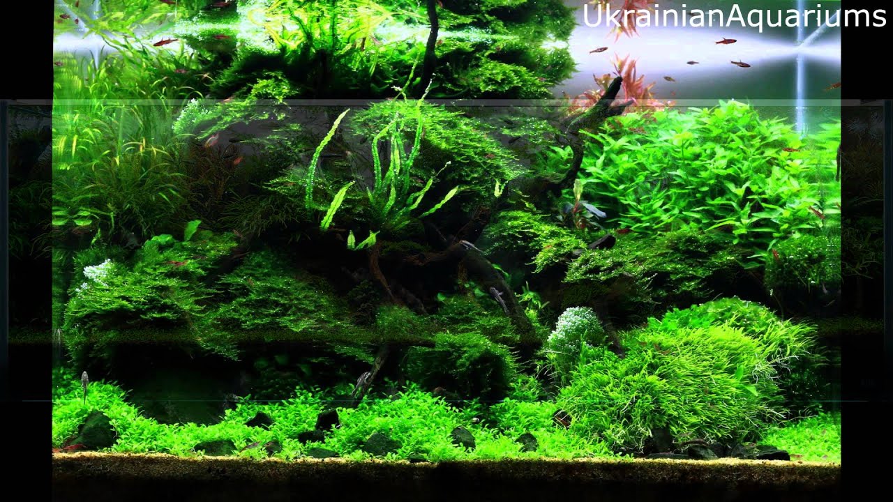 Best World Aquascape - Underwater Landscapes - Awesome Aquascaping ...