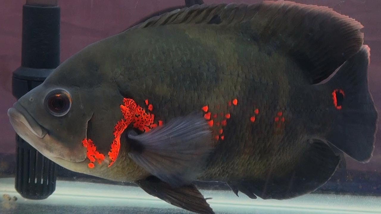 Tiger Oscar fish - YouTube