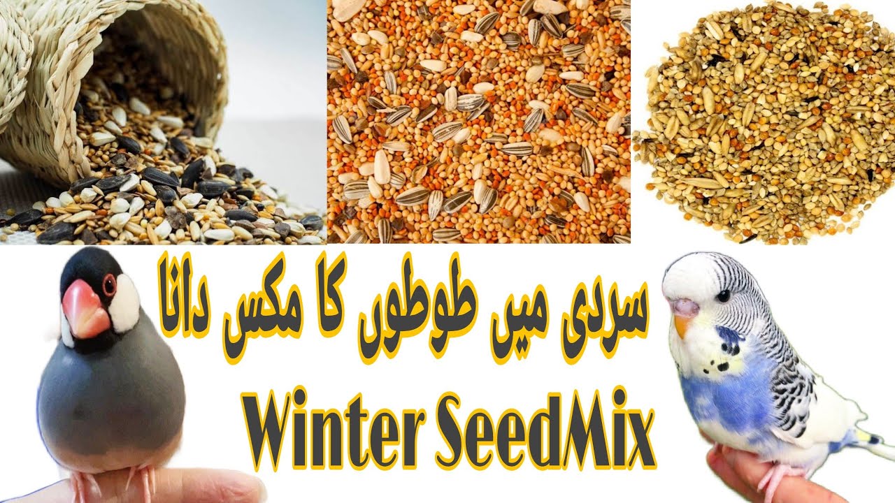 Java Finches & Budgies Winter Mix Feed | Winter Mix seeds | Best Diet ...