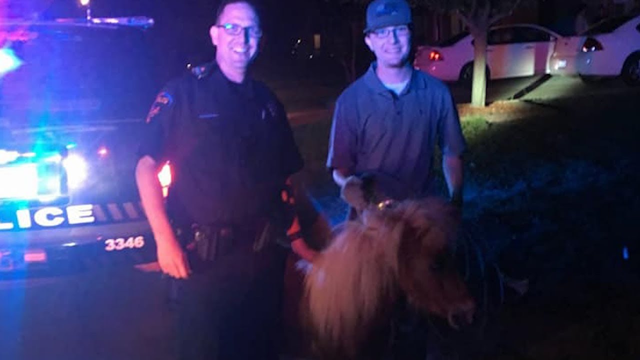 Police Chase Pony - YouTube
