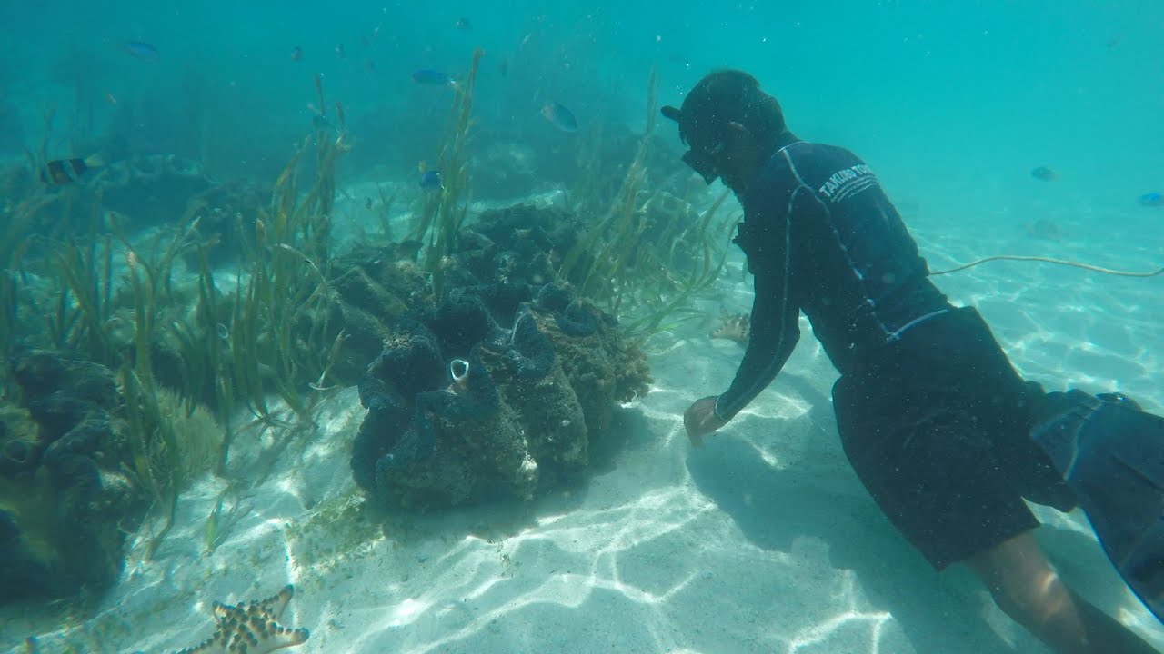Giant Clam Sanctuary in Samal Island (Taklobo Tours) - YouTube