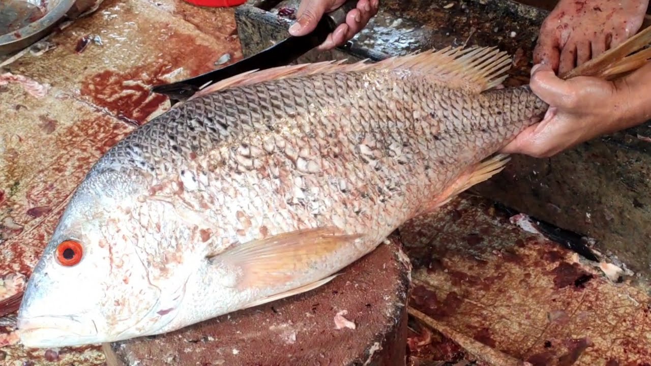 Incredible Giant Red Snapper Fish Cutting Skills With Huge Eggs | Fish ...
