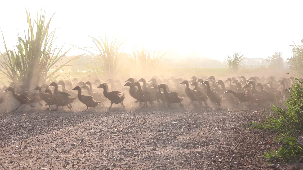 Hungry ducks in early morning stampede to the paddy fields, but crawl ...