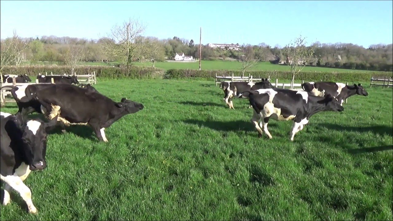 Dancing cows 2019 - YouTube