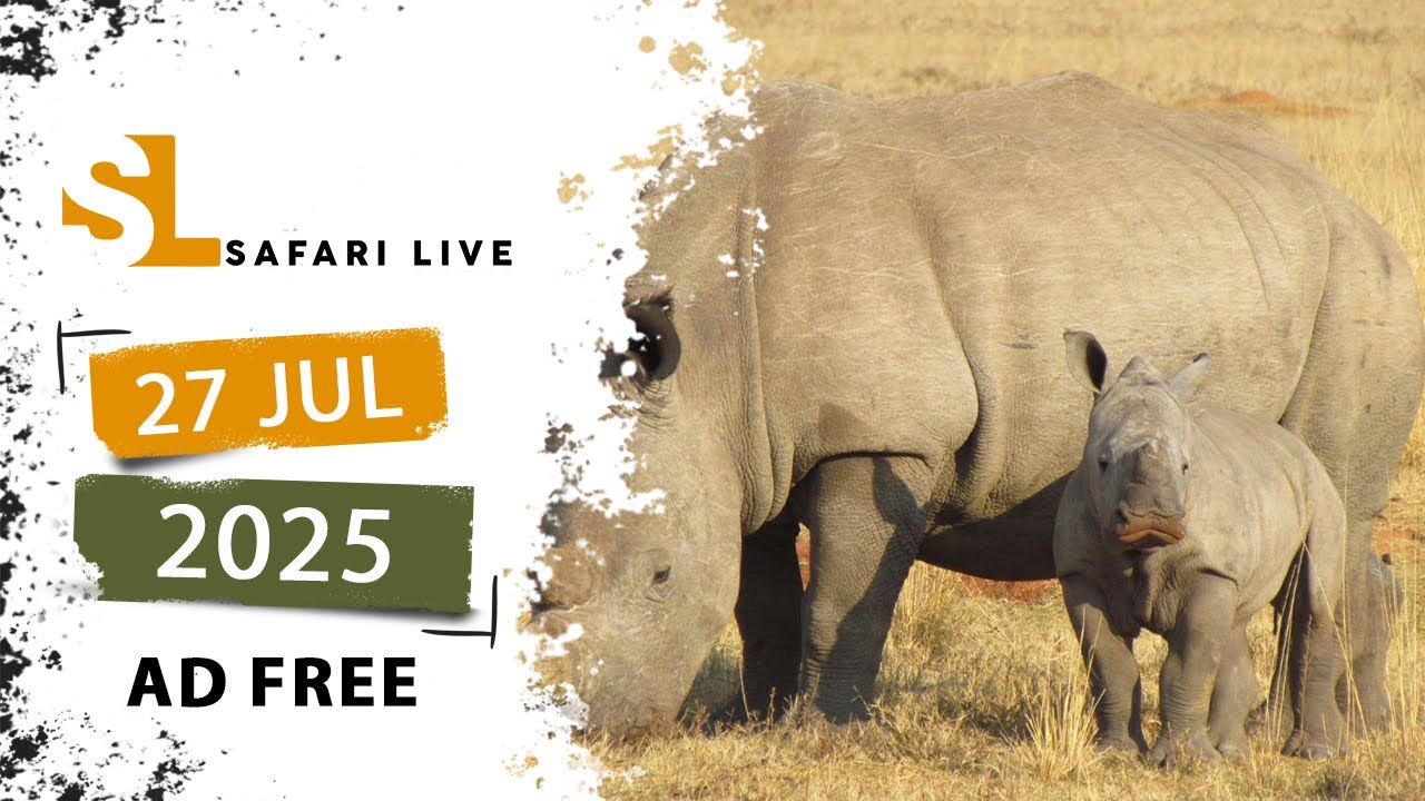 Ungulates and a spotted cat - SafariLIVE Sunrise - 27 July 2025 - AD ...
