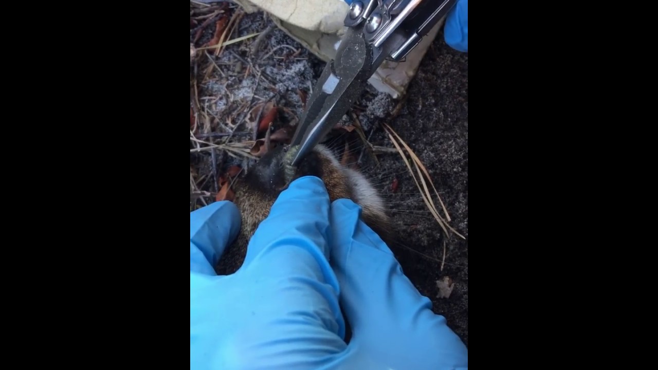 Deer Nose Bot - YouTube