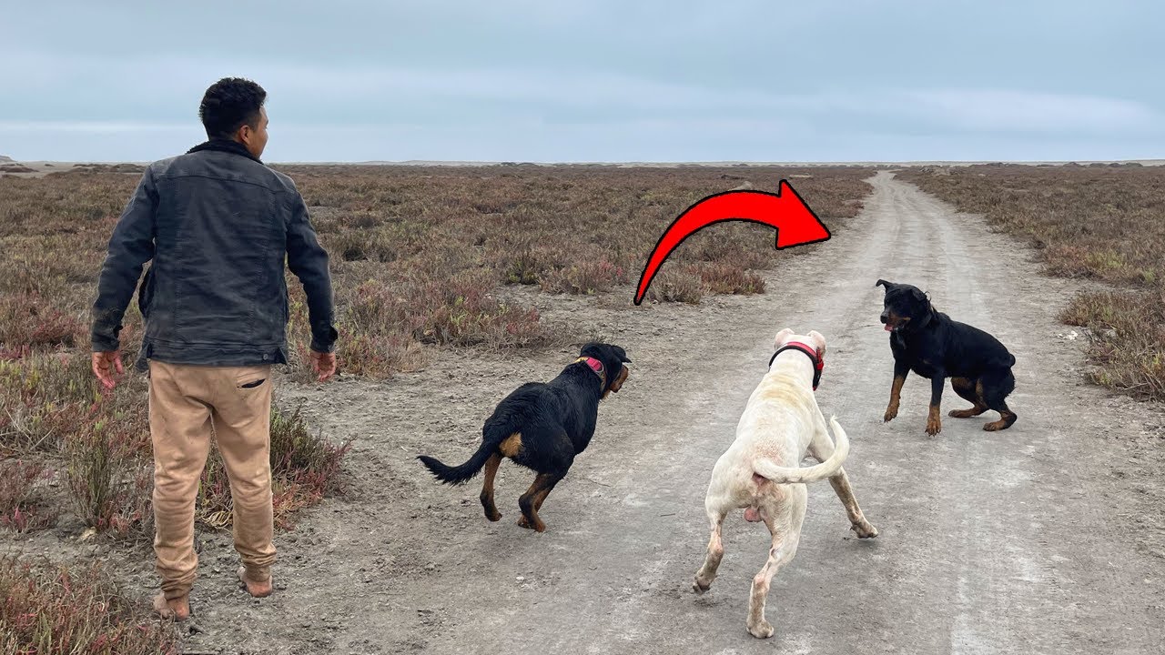 Mis perros se fueron a los humedales a arreglar sus diferencias con el ...