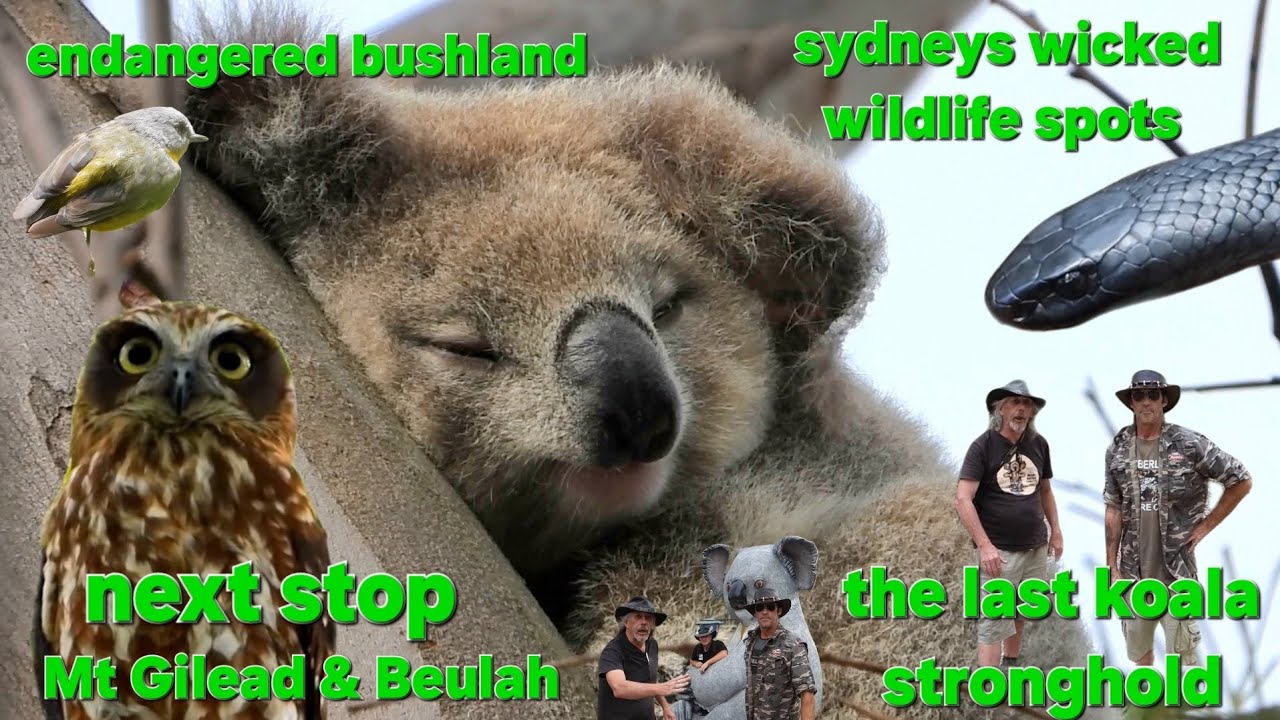 wicked sydney wildlife spots-Beulah NSW@next-stop..who-knows-what # ...