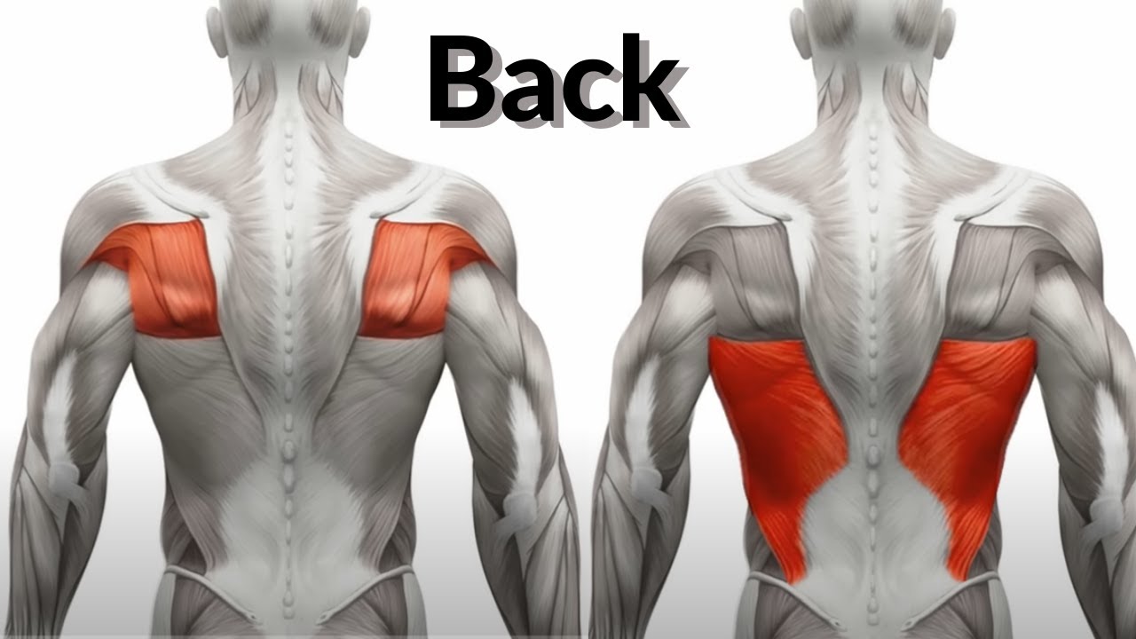 5 Best Exercise Back Workout - YouTube