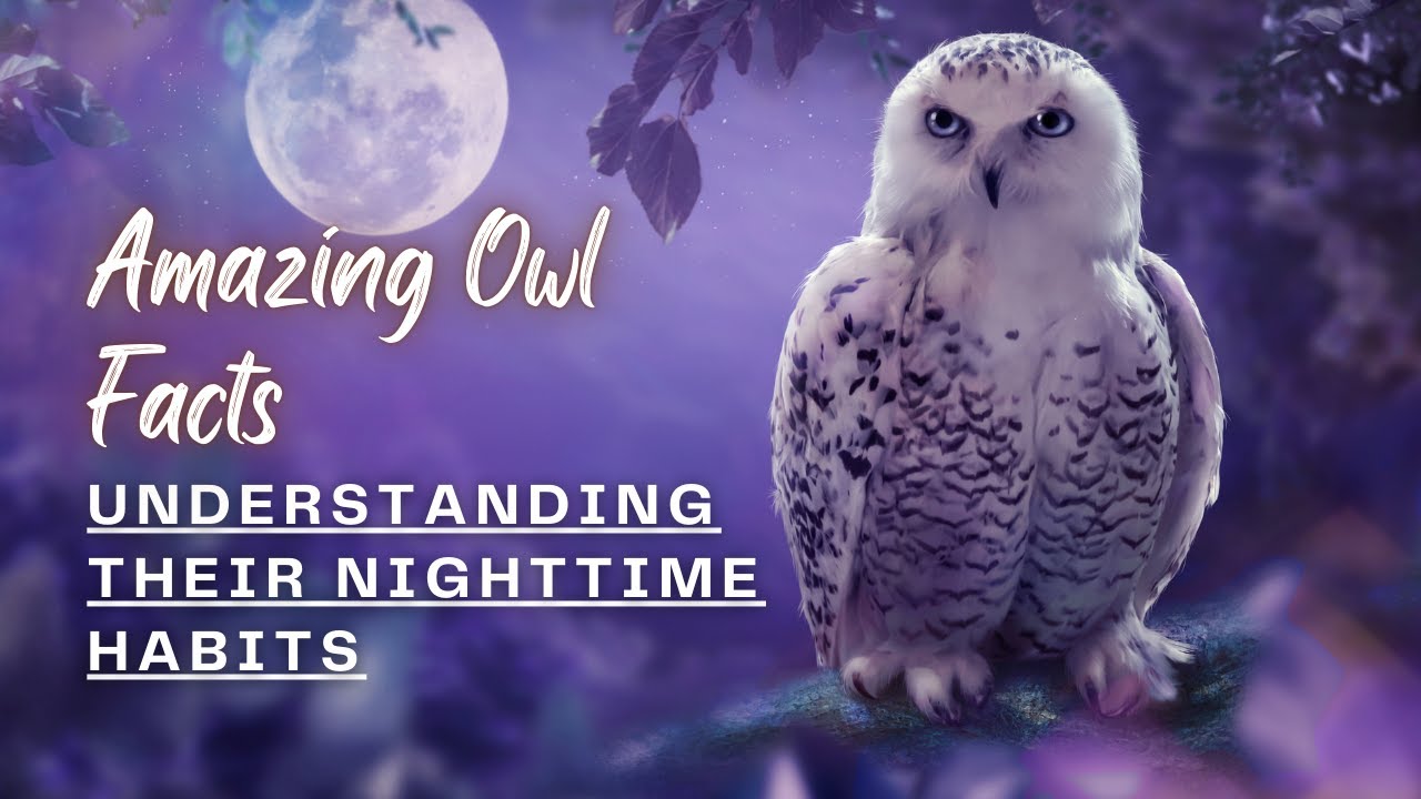 Why Owls Are the Ultimate Nighttime Predators || Understanding Their ...