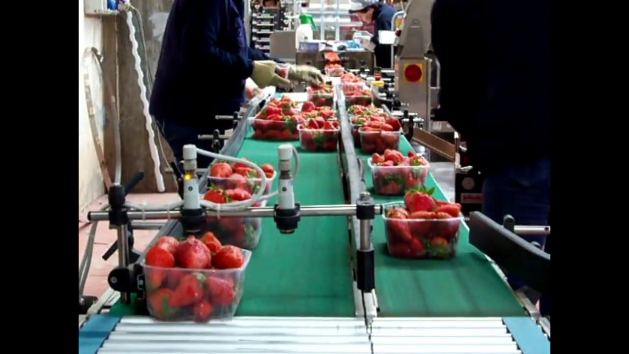 Grading System - Strawberries & Mushrooms - YouTube