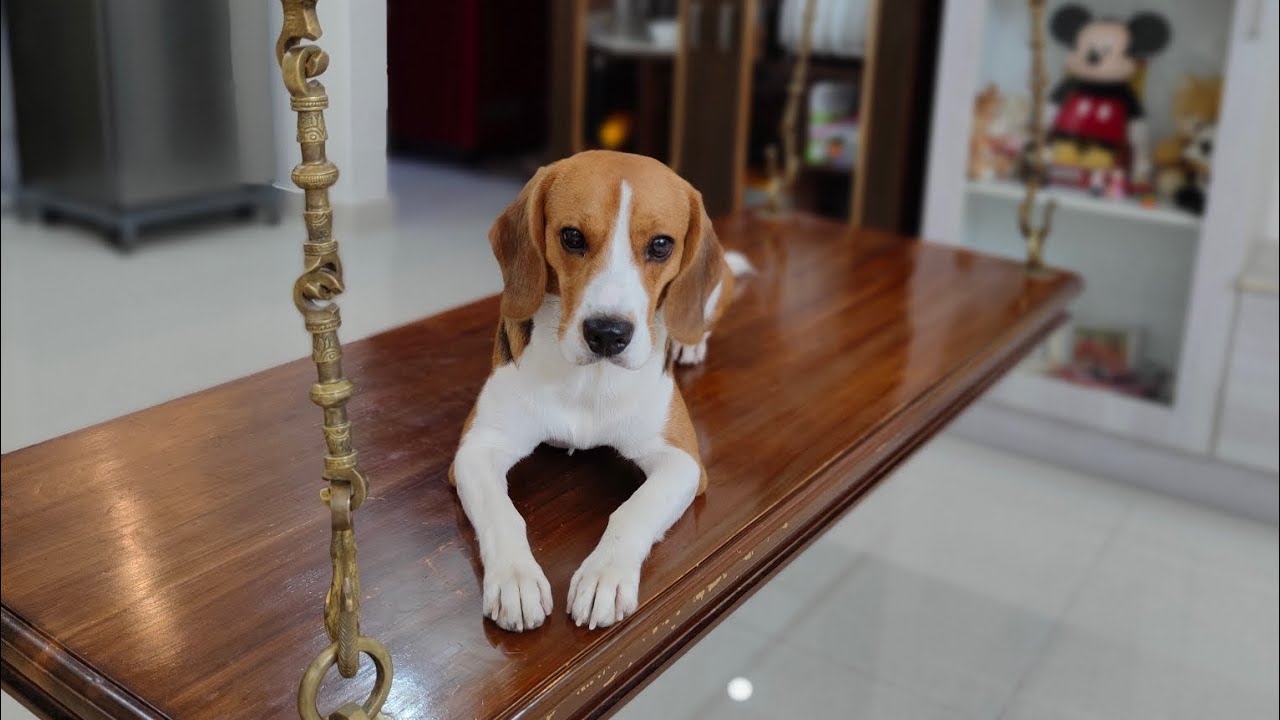 Lazy Beagle doesn't want to get down from the swing - YouTube