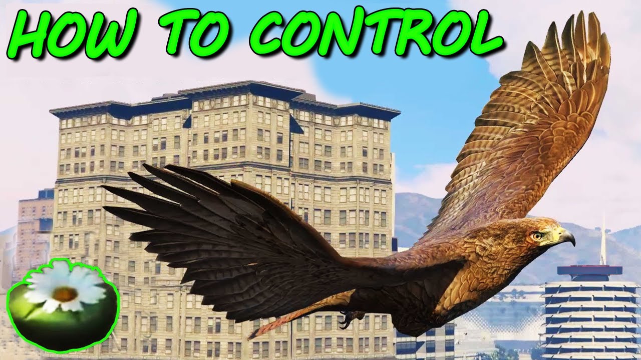 HOW TO CONTROL YOUR ANIMAL AT BEST - How to fly a bird - How to run ...