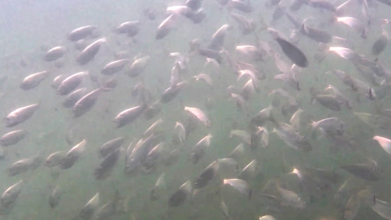 Thousands of bunker fish underwater view at Long Beach Long Island New ...