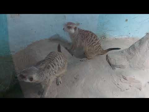 Meerkat or Suricate, Personality, Diet, Habitat And Life cycle ...