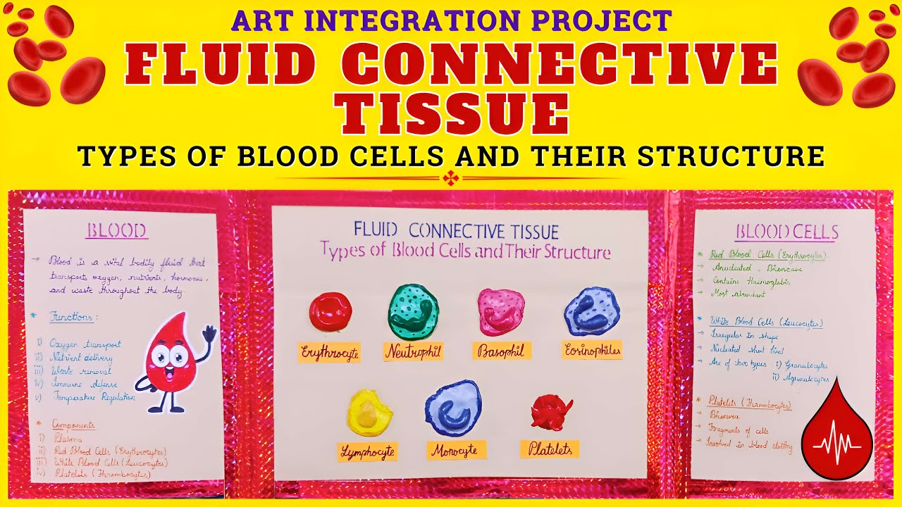 Fluid Connective Tissue Explained | Class 9 Biology Cbse | #bloodcells ...