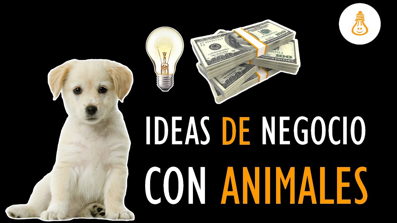 Cómo Empiezo Un Negocio Exitoso De Pasear Perros