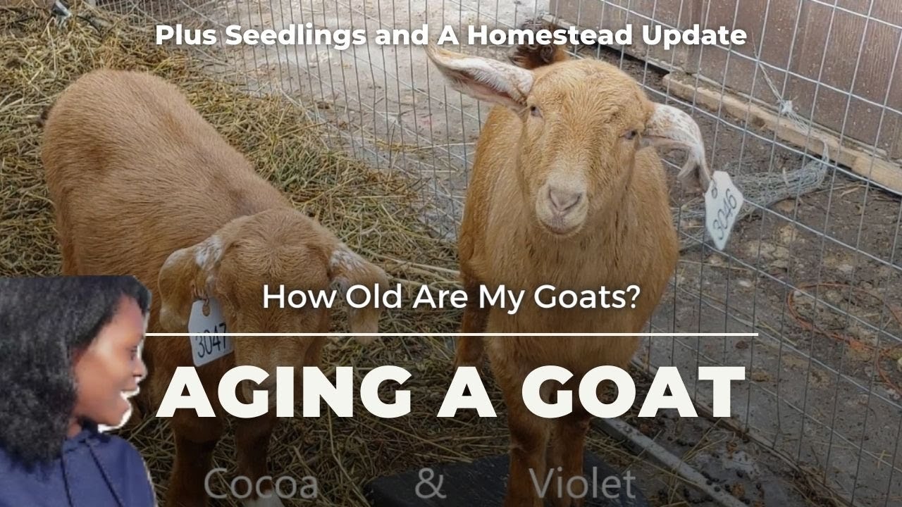 This One Trick Will Help You Age Your Goats - YouTube