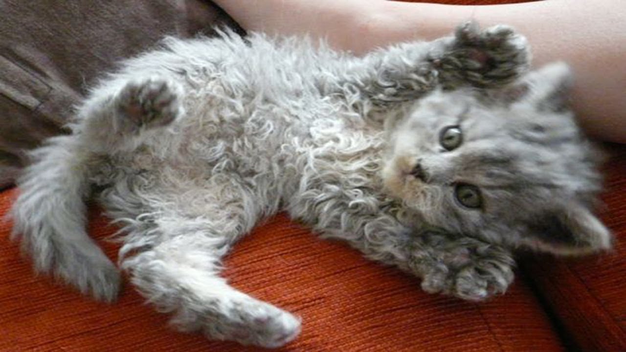 Most Adorable Kitten Meows | The Cutest Compilation of Meows - YouTube