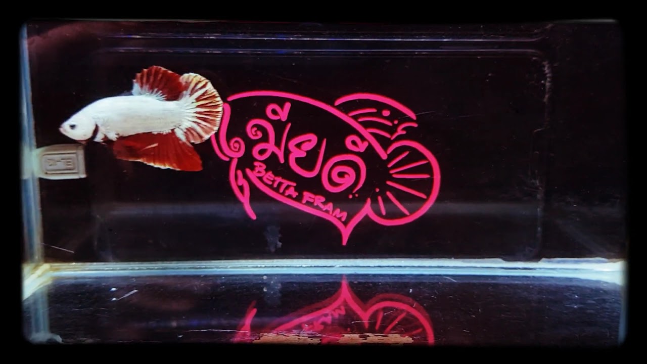 ปลากัดเรดดราก้อน Red Dragon Pk. - YouTube