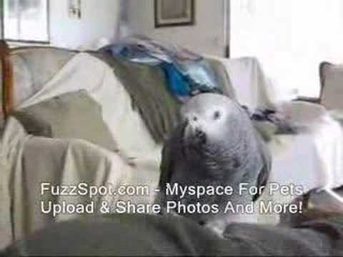 Funny African Gray Talking and Making Noises - YouTube