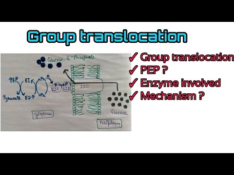 Group translocation | Active transport mechanism by Himanshi ma'am ...