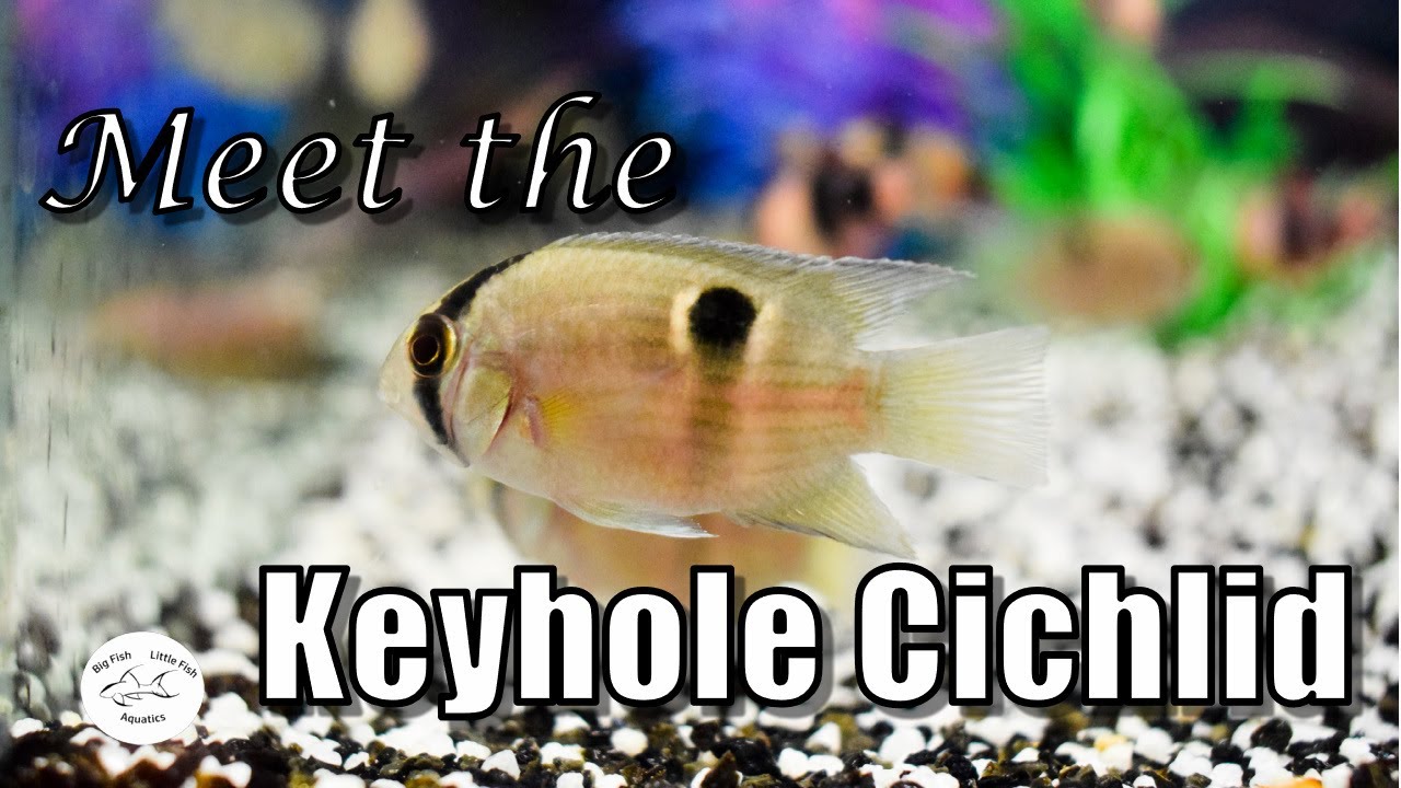 Meet the Keyhole Cichlid | Species Profile - YouTube